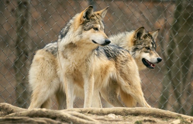 FREE Things to do in St. Louis - NFED